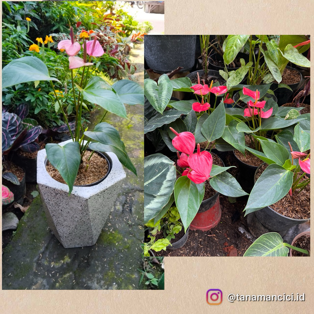 Jual Anthurium bunga rimbun anthurium bunga putih atau pink atau merah ...