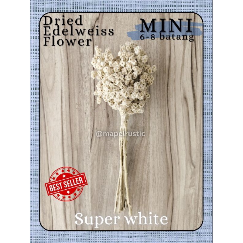 Jual [6-8 batang] Bunga Kering Edelweiss "SUPER WHITE" MINI | Buket ...