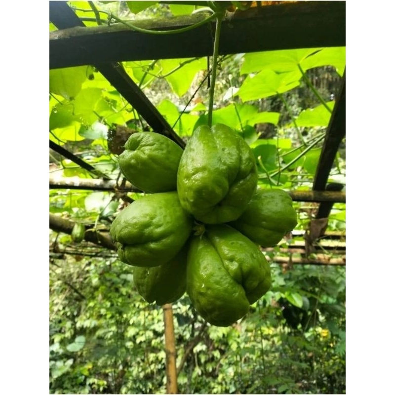 Jual SALSABILA_GARDEN-Paket 5 Bibit Labu Siam Anggur Ori Berkualitas ...