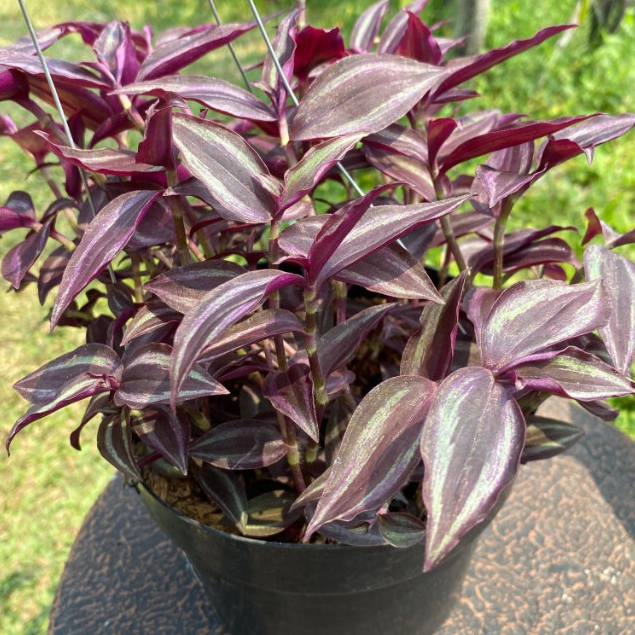 Jual Tanaman Gewor Merah |Tanaman Zebra | Tanaman Tradescantia zebrina ...