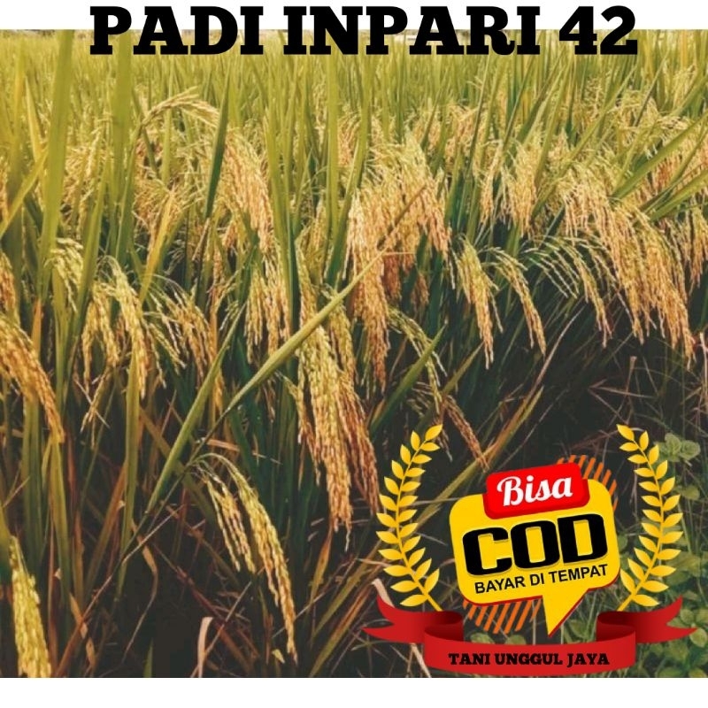 Jual Benih Padi Inpari 42 Kemasan 5kg Premium | Shopee Indonesia