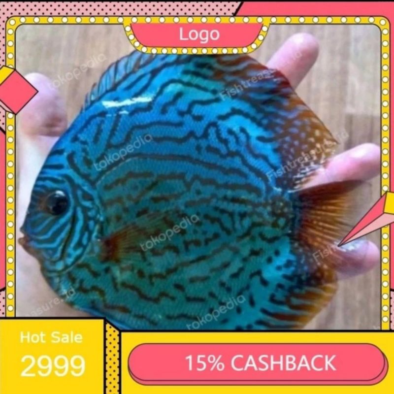 Jual Packing Styrofoam ( Discus Brilliant Blue Turquoise ) | Shopee ...