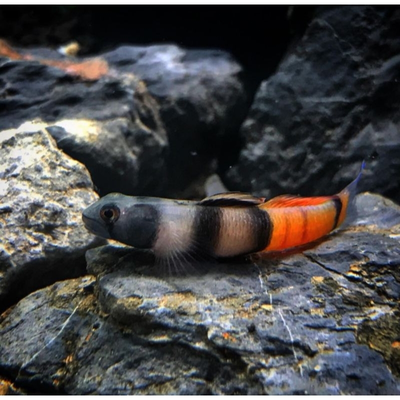 Jual Ikan Goby Red Marble | Sicyopus Zosterophorus Fish | Shopee Indonesia
