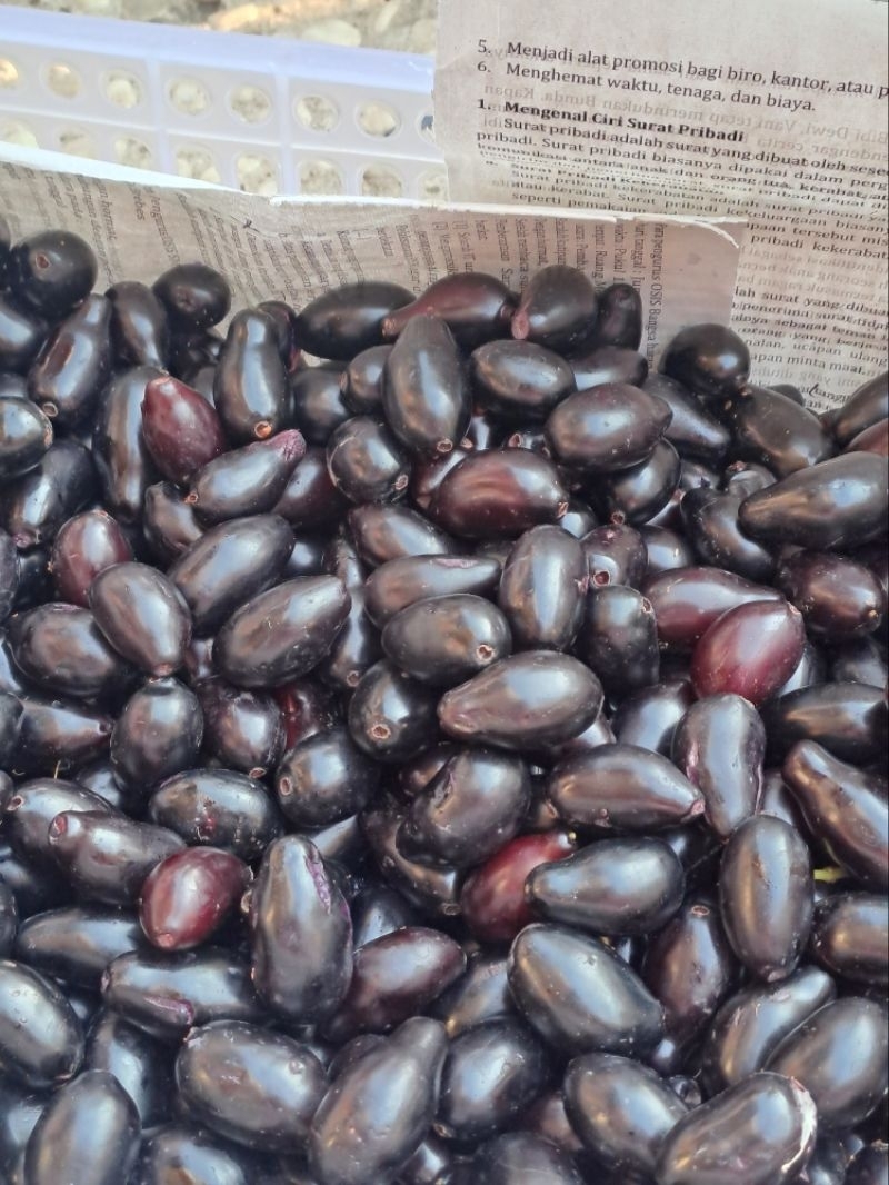 Jual buah Jamblang atau buah duwet | Shopee Indonesia