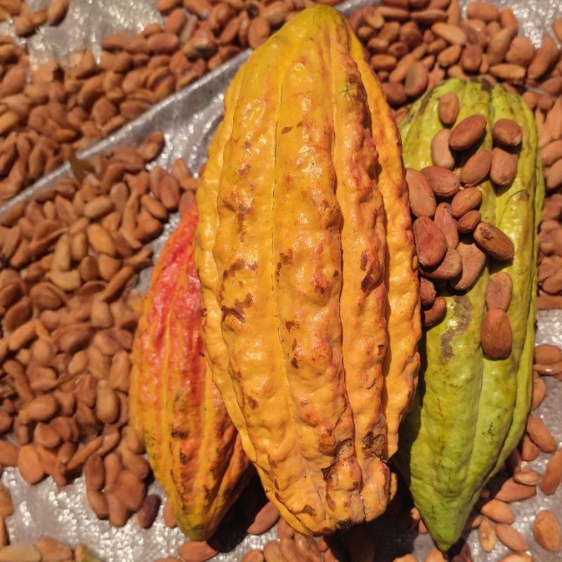 Jual Buah Coklat/Choco Chocolate Fruit 100% Matang Dari Pohon Fresh ...