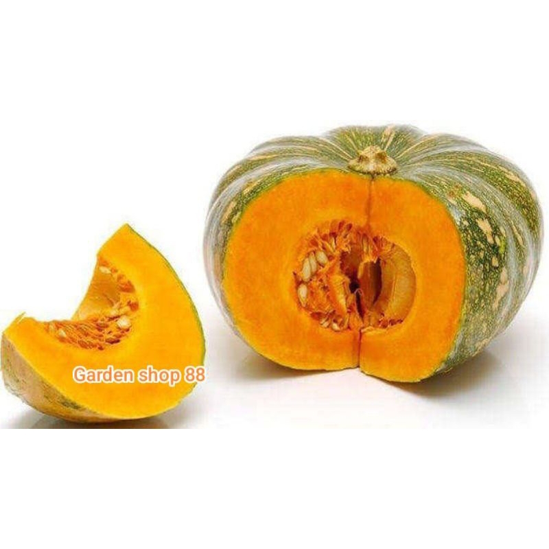 Jual Benih labu waluh isi 20 biji | Shopee Indonesia