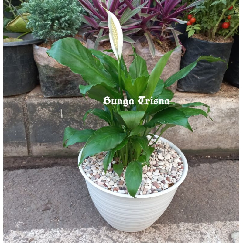 Jual PAKET LENGKAP TANAMAN HIAS PEACE LILY / BUNGA PEACE LILY INDOOR ...