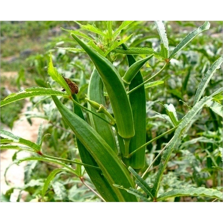 Jual 5 Biji - Benih Okra Hijau Hibrida Bendi - Benih Unggul Berkualitas ...