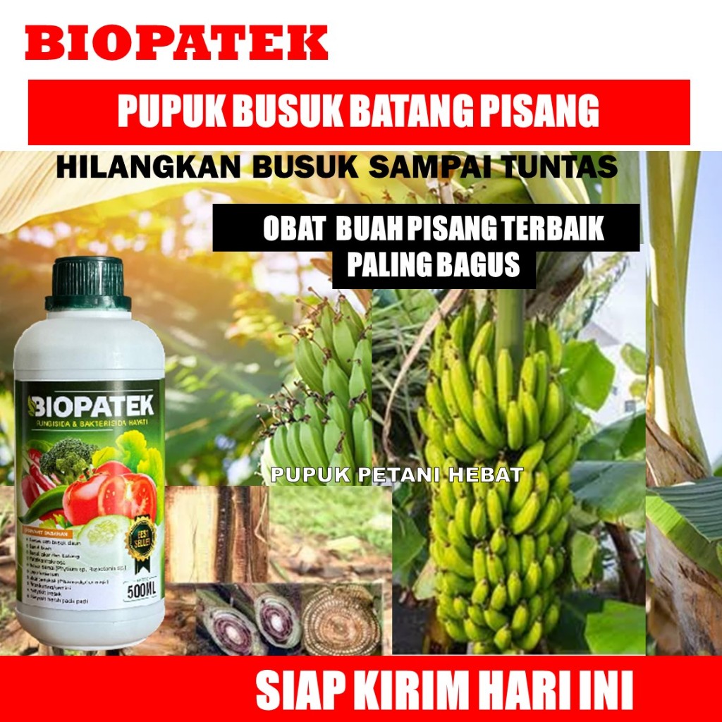 Jual BAYAR DI TEMPAT BIOPATEK Obat Busuk Batang Pisang, Pepaya California, Timun, Fungisida ...