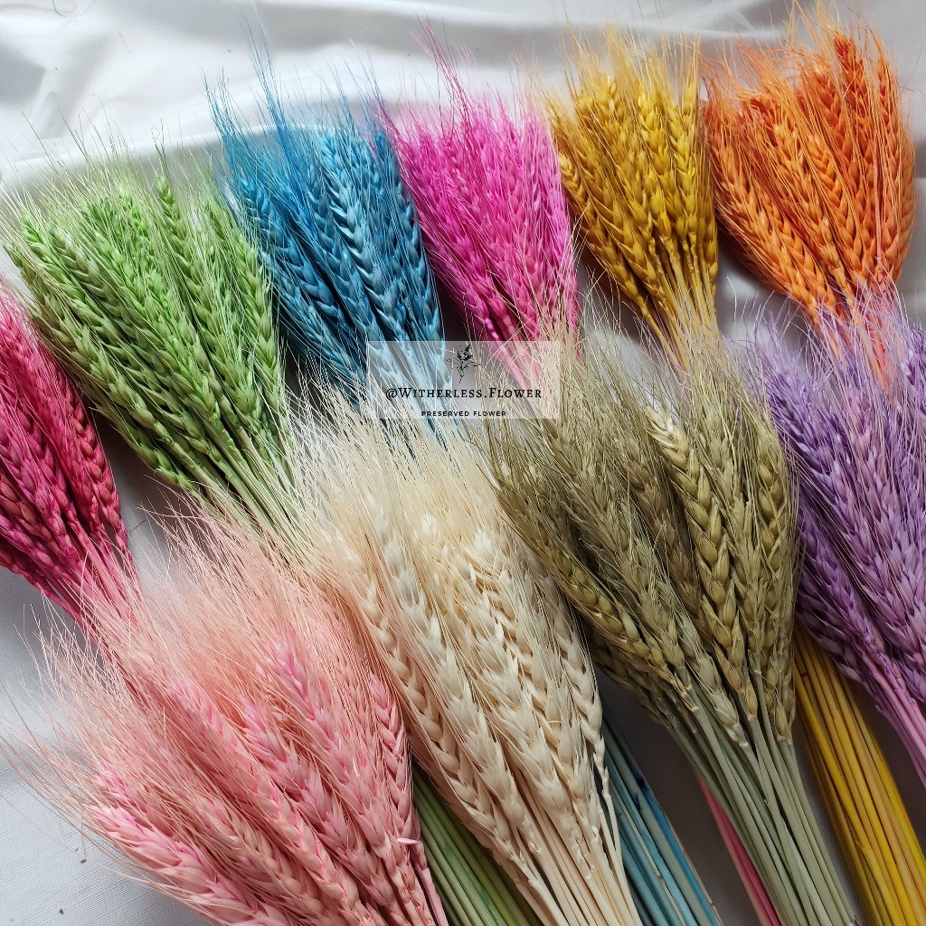 Jual 50 Tangkai Dried Wheat Flower Gandum / Dried Flower / Bunga Kering ...