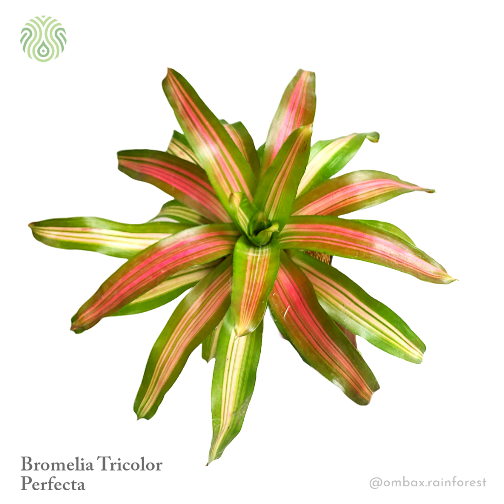 Jual Bromelia Tricolor Perfecta - Neoregelia / Tanaman outdoor | Shopee ...