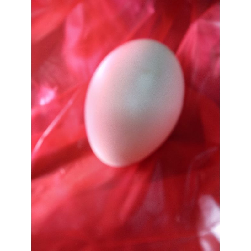 Jual Telor angsa/ telor soang fresh untuk konsumsi | Shopee Indonesia