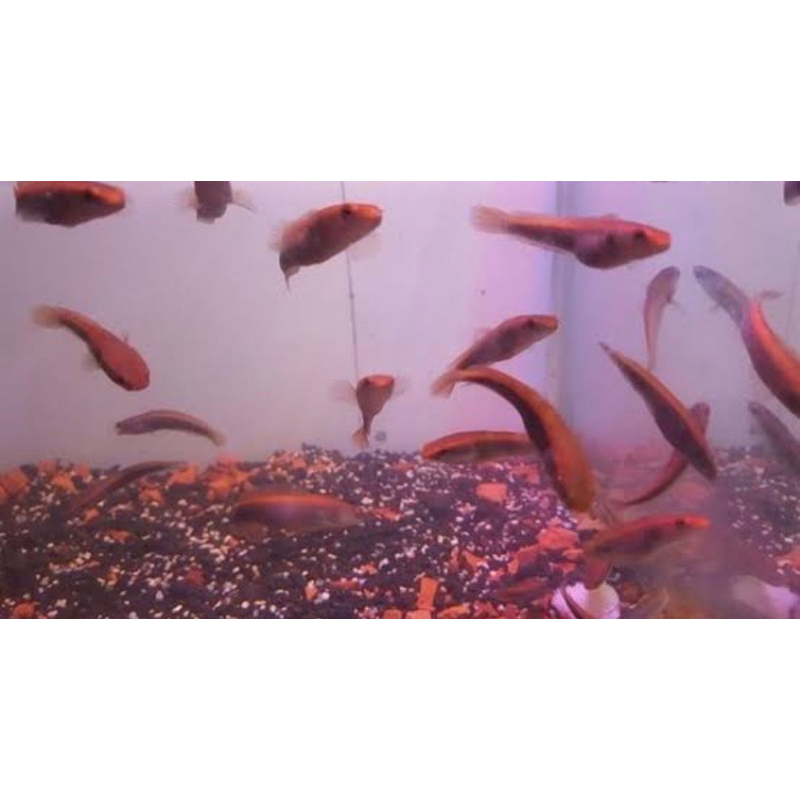 Jual channa red maru isi 5 ekor bahan merah | Shopee Indonesia