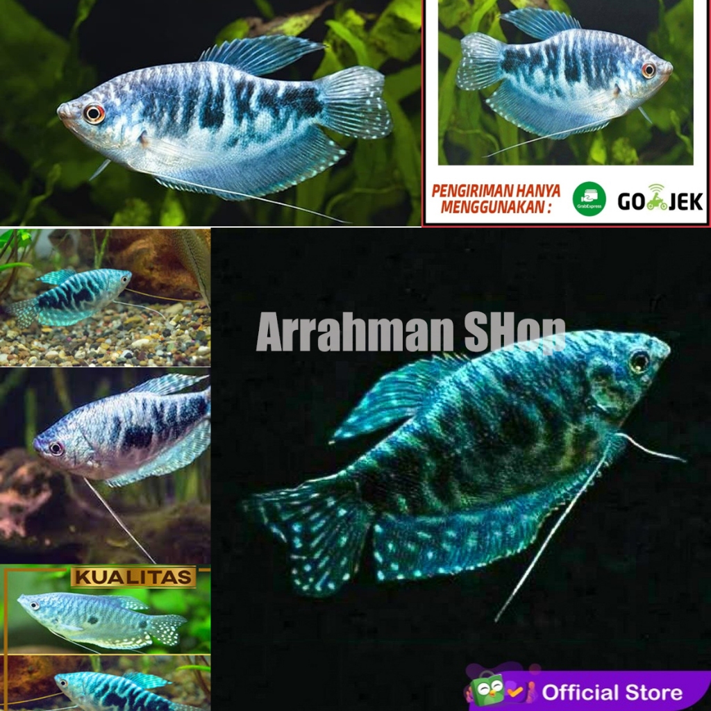 Jual Ikan Sepat Biru Trichogaster trichopterus ikan sepat hias ...