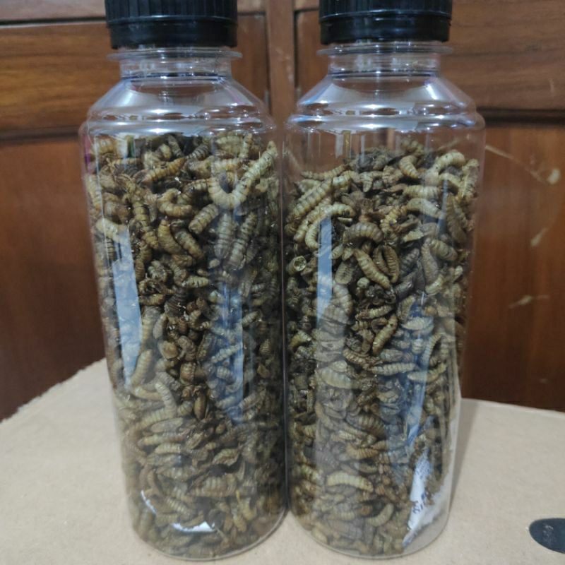 Jual Maggot Kering Original 250ml Pakan Ikan Predator Arwana Koi Koki ...