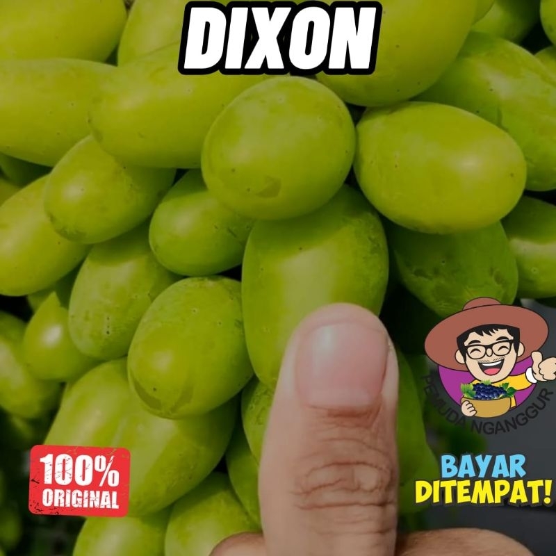 Jual Bibit Anggur Import DIXON SUPER BESAR | Shopee Indonesia