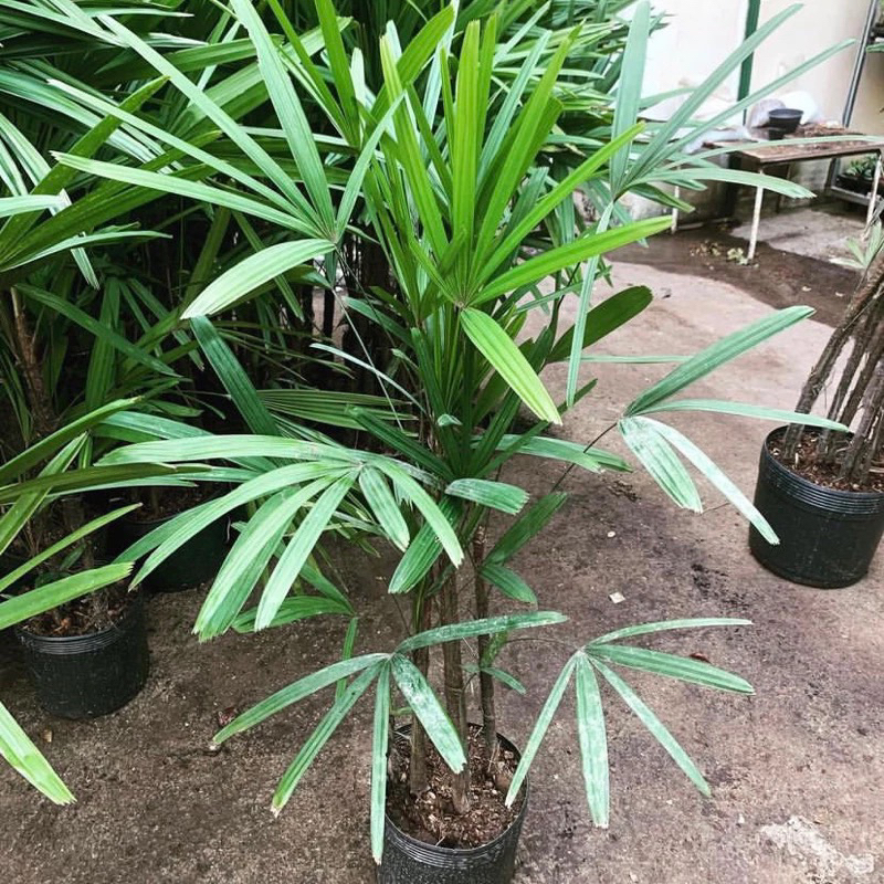 Jual Tanaman hias palm waregu - tanaman hias indor palem regu rumpun ...