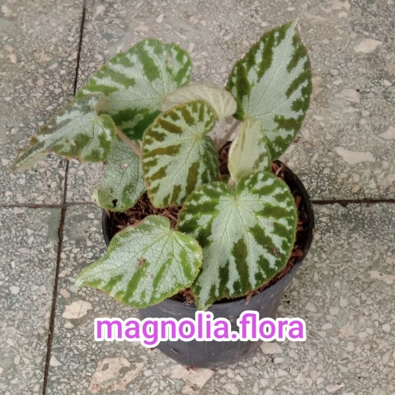 Jual Begonia imperialis / moss carpet / bibit tanaman hias bunga ...