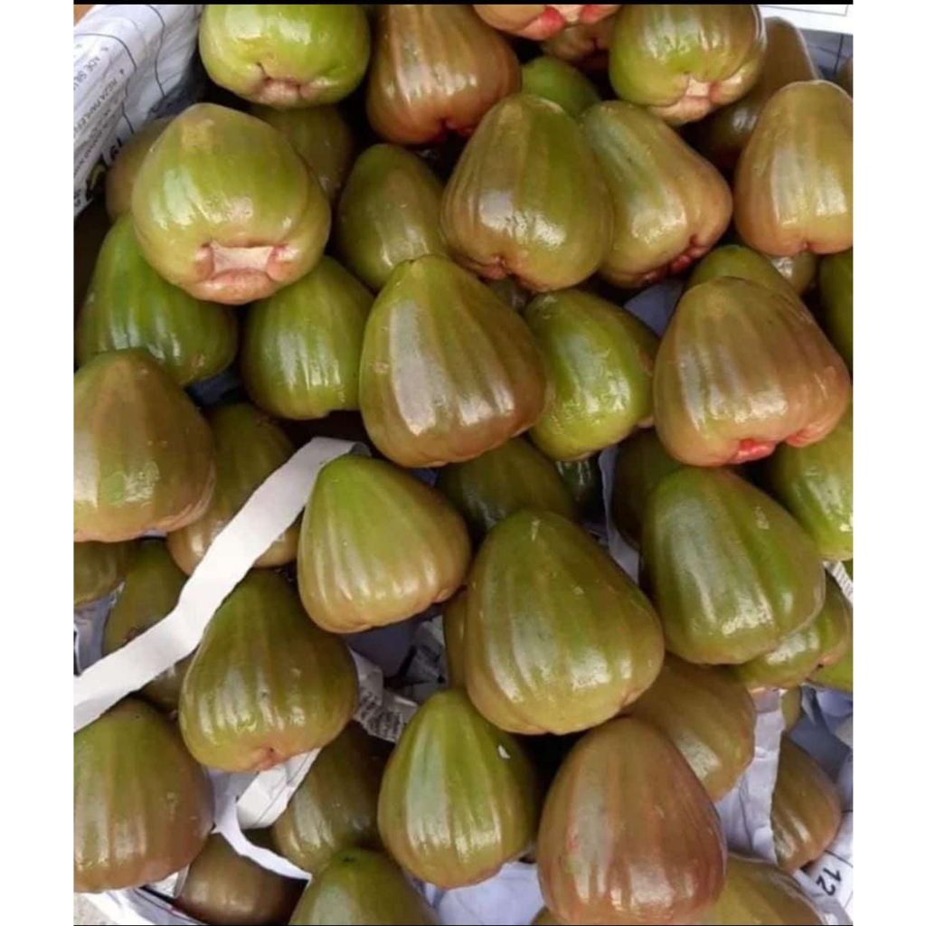 Jual Jambu Air Cincalo | Shopee Indonesia