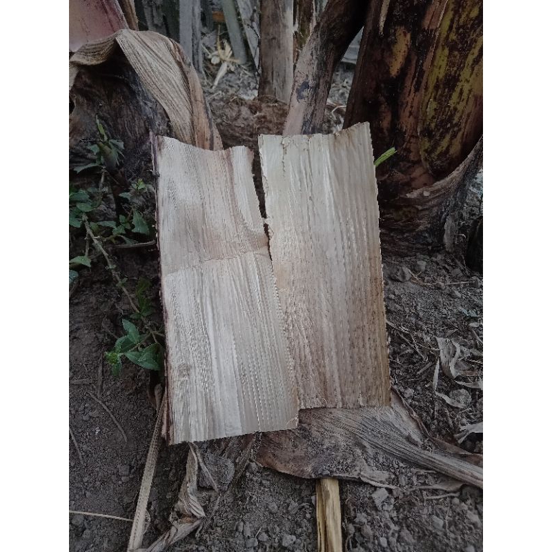 Jual pelepah pisang kering/debog/gedebog untuk kerajinan | Shopee Indonesia
