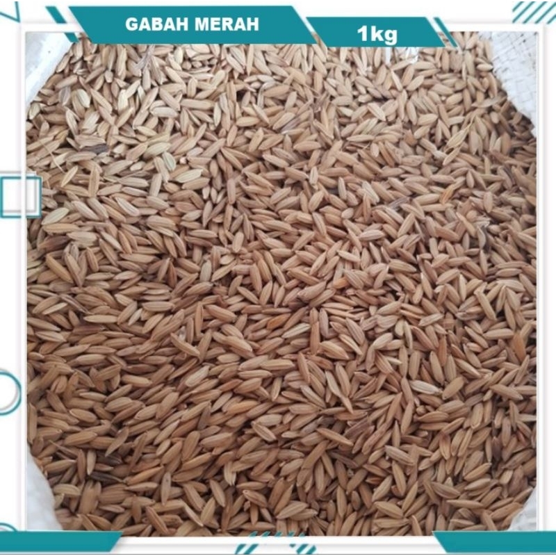 Jual Gabah Beras Merah - Pakan Burung Hamster 1KG | Shopee Indonesia