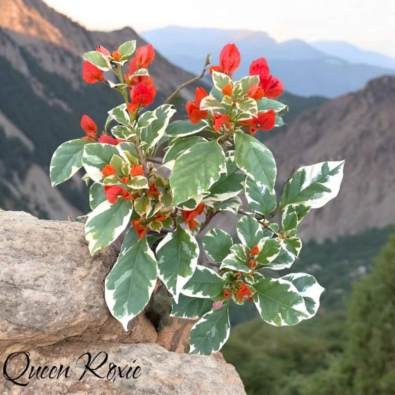 Jual BOUGENVILLE QUEEN ROXIE BIG SIZE | Shopee Indonesia