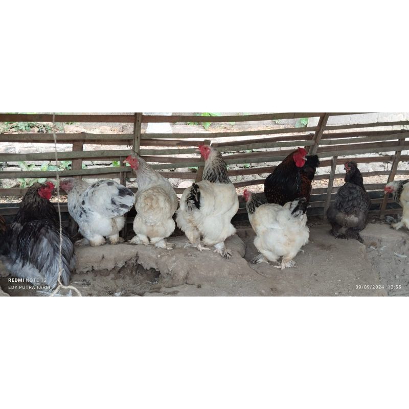 Jual TELOR AYAM HIAS BRAHMA,AYAM HIAS JUMBO KAKI BERBULU | Shopee Indonesia