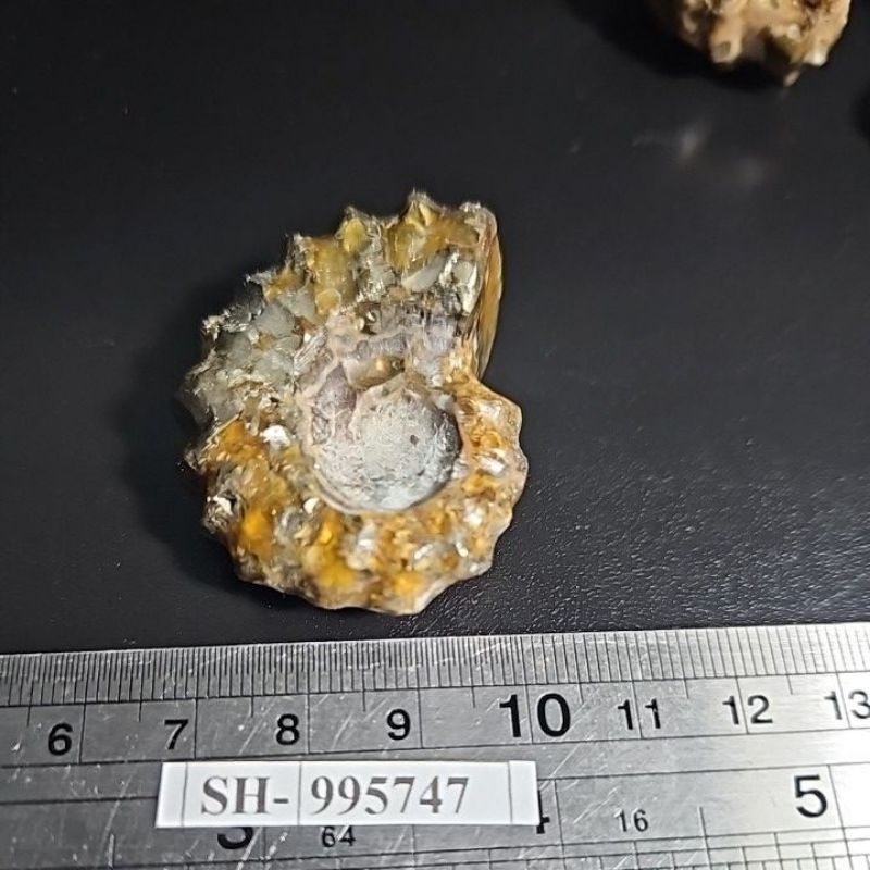 Jual Ammonite Madagascar Pair Batu alam asli | Shopee Indonesia