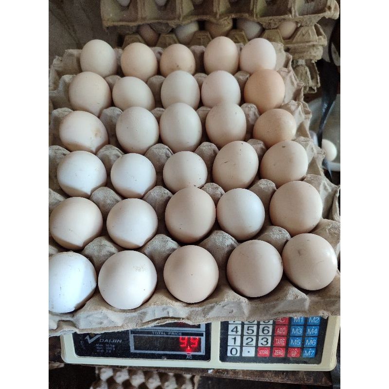 Jual TELUR AYAM KAMPUNG ASLI KUB FRESH PERBUTIR ( konsumsi ) | Shopee ...