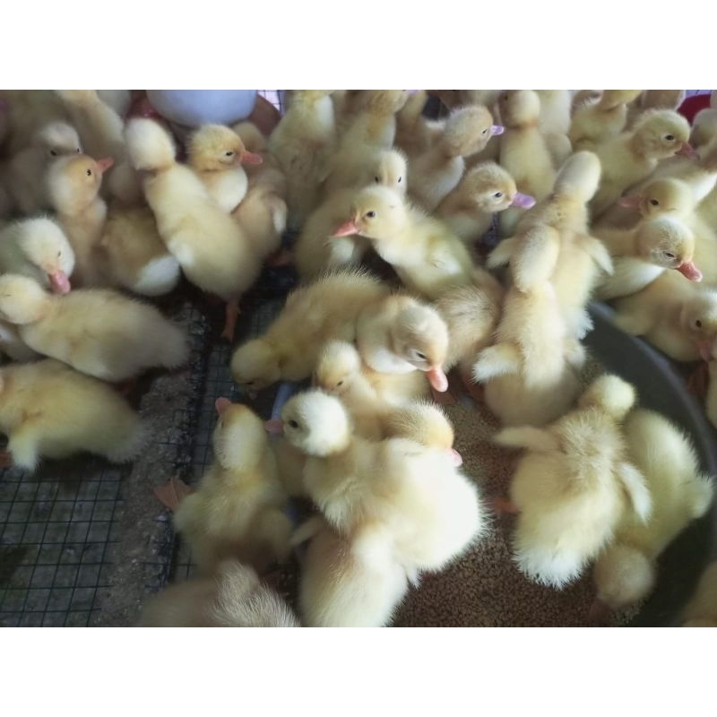 Jual bebek peking - DOD - peking - bebek putih | Shopee Indonesia