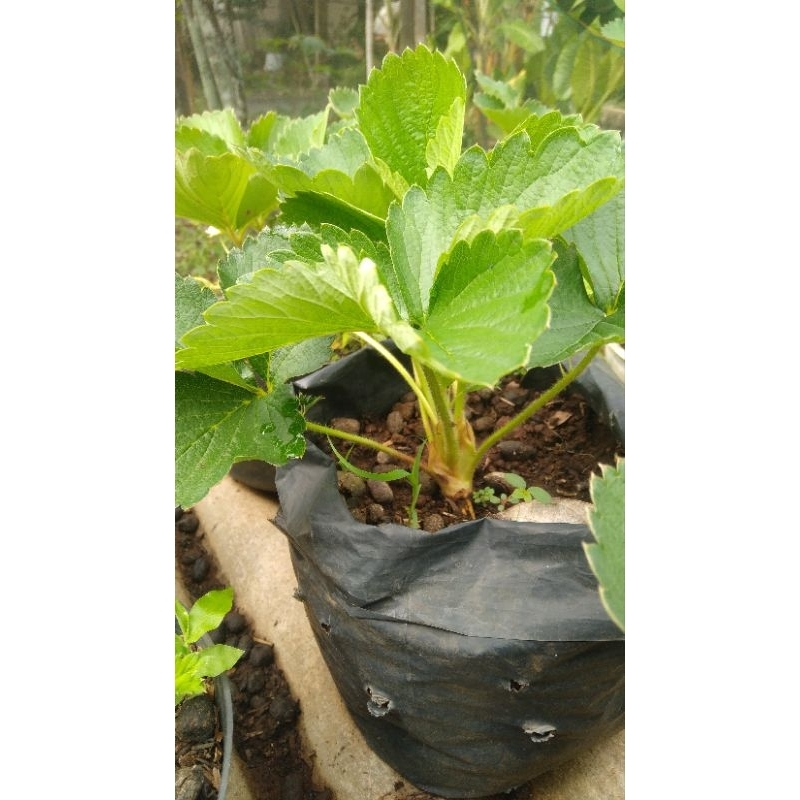 Jual Tanaman Strawberry Dewasa / Tanaman Strawberry dataran rendah ...