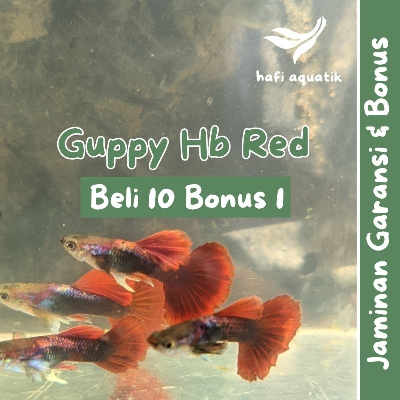 Jual Hafi Aquatik Guppy Hb Red Hiasan Akuarium Aquascape | Shopee Indonesia