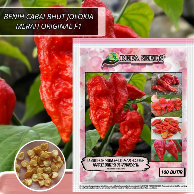 Jual 1 Pak (100 Butir) Benih Cabe Bhut Jolokia F1 Kemasan Original 100% ...