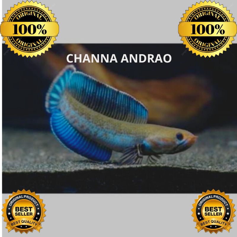 Jual Channa andrao 4-5 | Shopee Indonesia