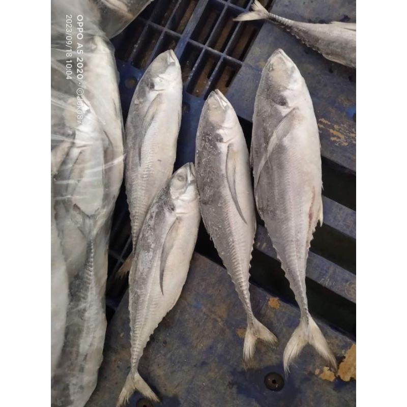Jual Ikan Tengkek Tongkol Besi RJ Fish 10kg | Shopee Indonesia