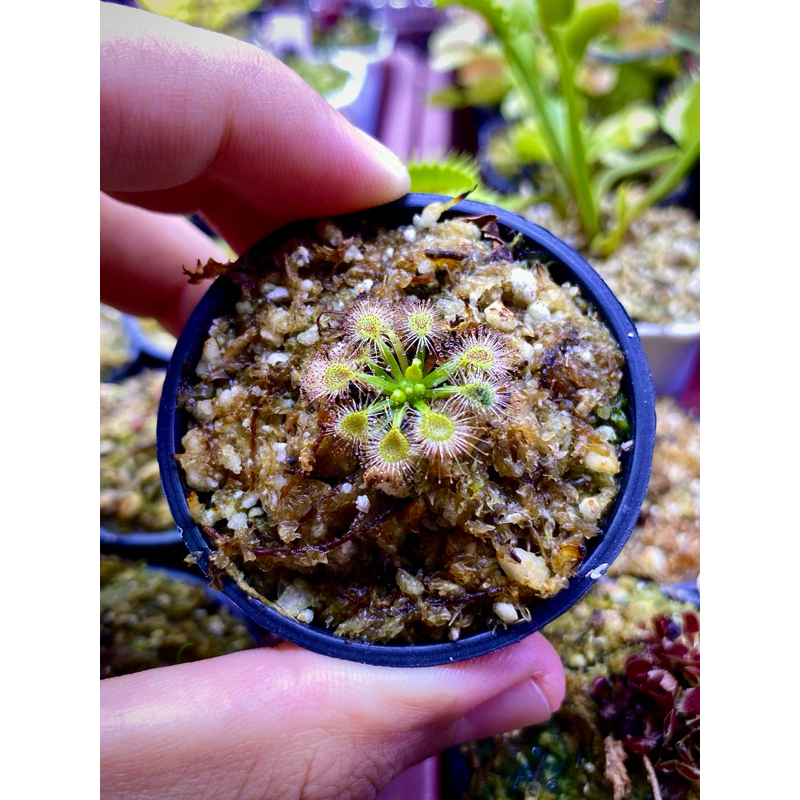 Jual Drosera pygmy | drosera omissa x pulchella | sundew | tanaman ...