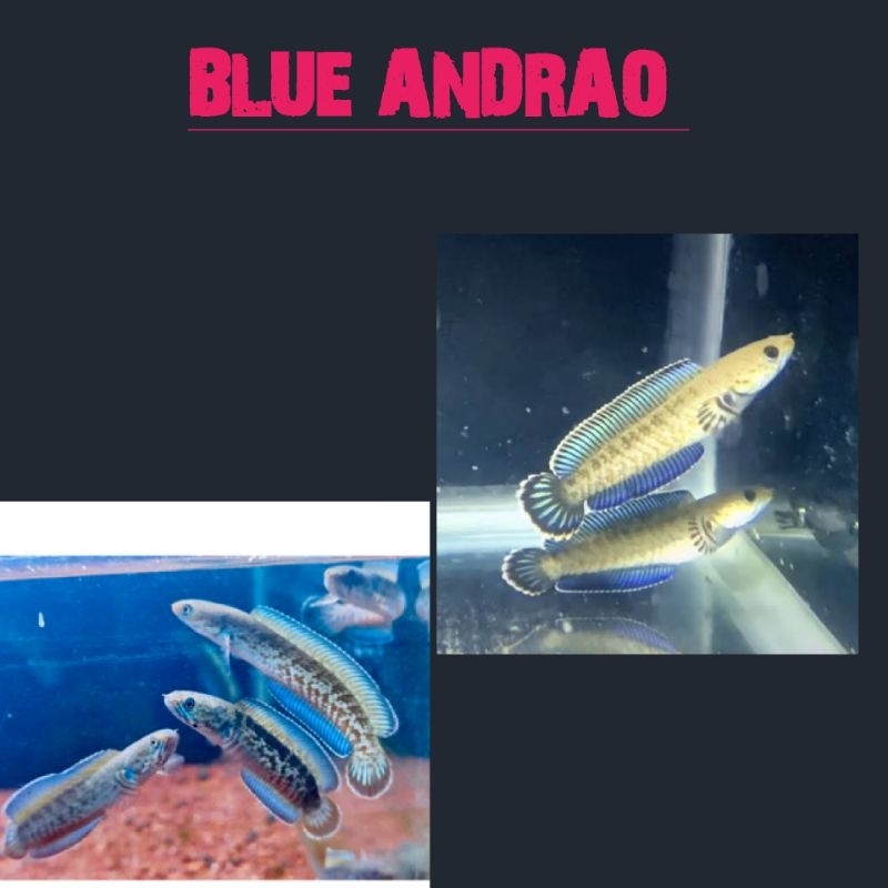 Jual hiasan aquarium(chana blue andrao grade A+ progresan) | Shopee ...