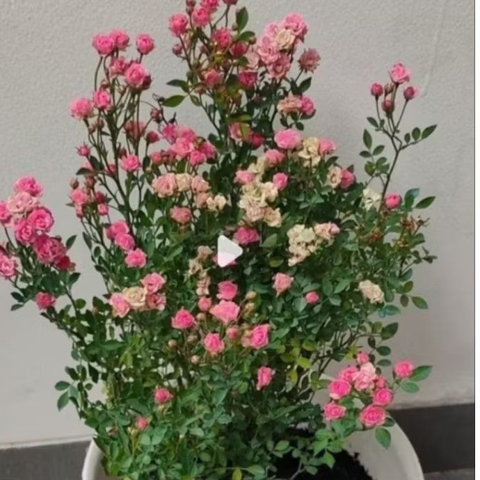 Jual jenis tanaman mawar mini ( baby rose ) | Shopee Indonesia