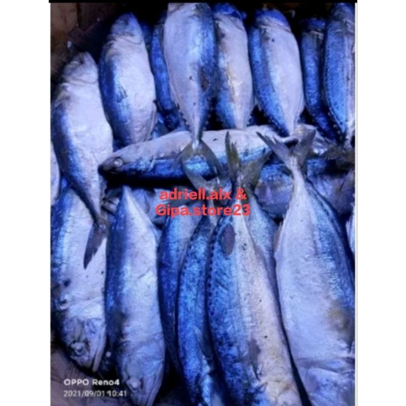 Jual Ikan Kembung Rebus Khas Medan / Ikan Gembung Rebus 500gram ...