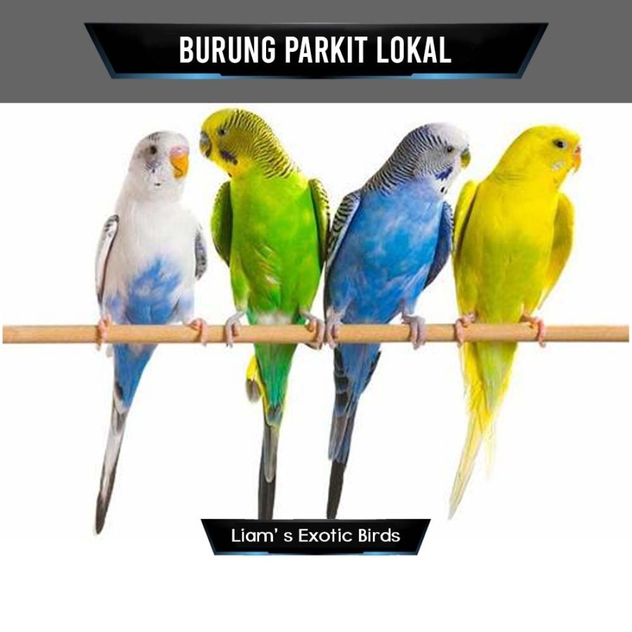 Jual Burung Parkit Lokal Pilihan Body Big | Shopee Indonesia