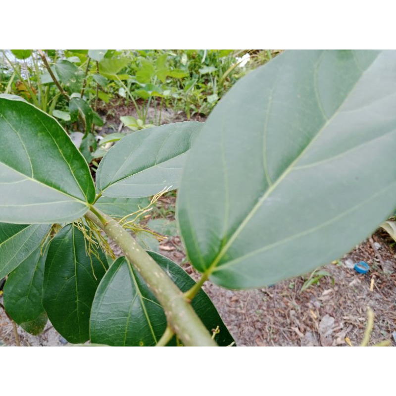 Jual daun cincau 10pcs | Shopee Indonesia