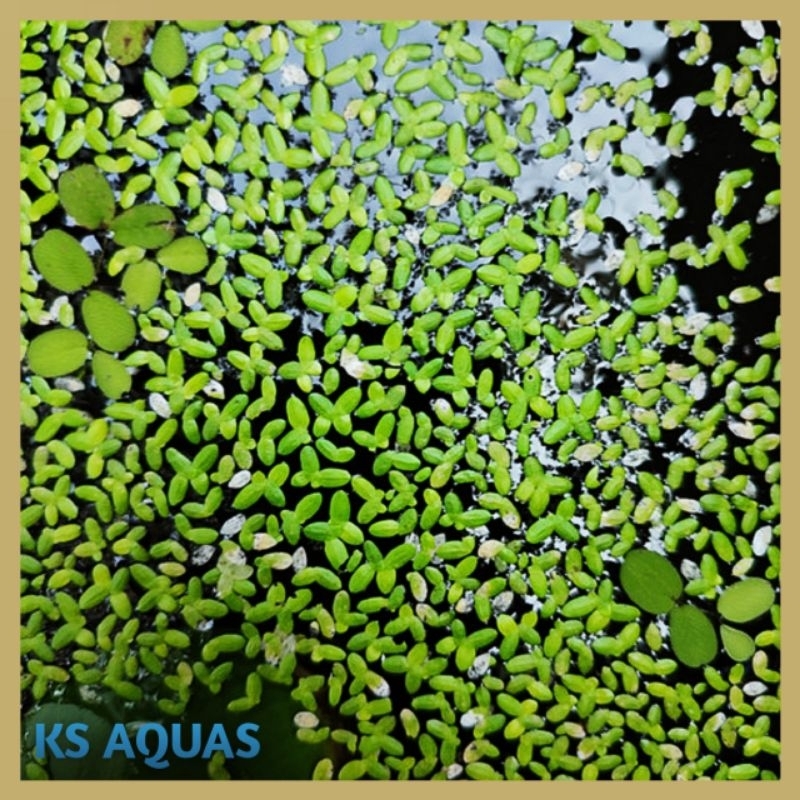 Jual mata lele, lemna aquascape mata lele cantik | Shopee Indonesia