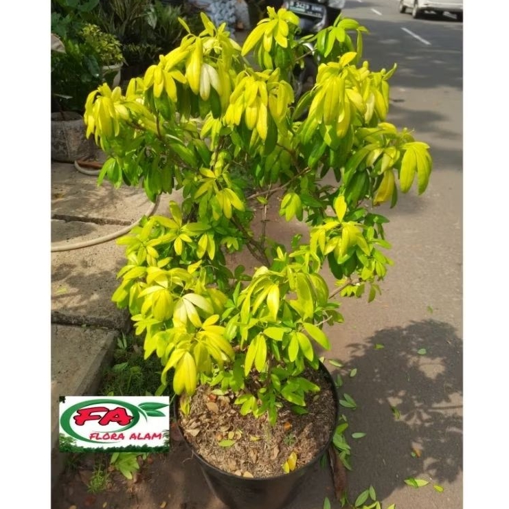 Jual Paket Tanaman Bunga Rafenia / Lavenia | Shopee Indonesia