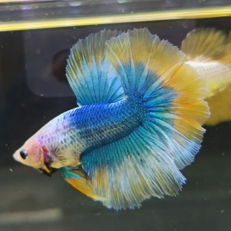 Jual IKAN CUPANG HM HALFMOON YELLOW MASKOT | Shopee Indonesia
