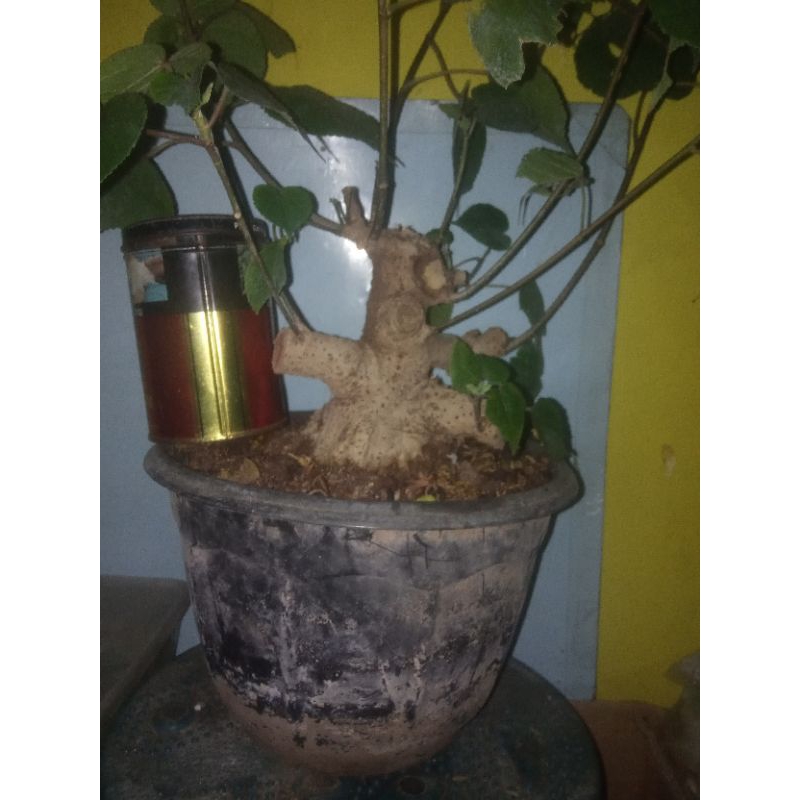 Jual Bahan Bonsai Waru Taiwan Bogel | Shopee Indonesia