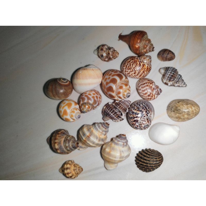 Jual (ISI 10 Pcs) Cangkang Kelomang Kosong / Cangkang Keong Kosong ...