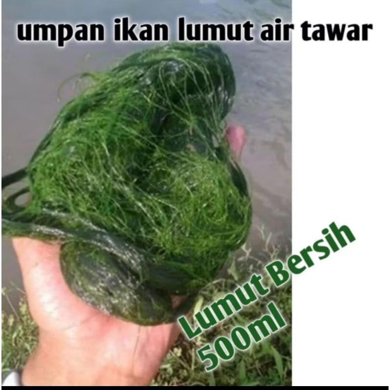 Jual LUMUT UMPAN PANCING NILA 500 ML | Shopee Indonesia