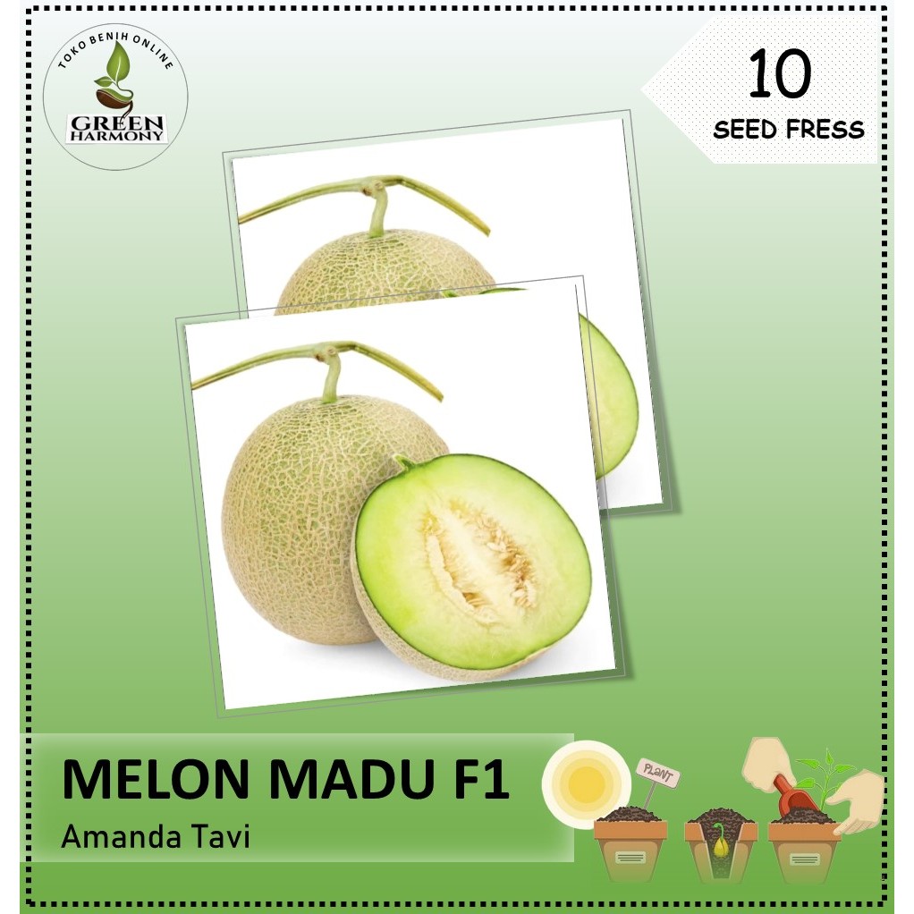 Jual 10 Biji - Benih Melon Madu AMANDA TAVI F1, rasa manis, mudah ...