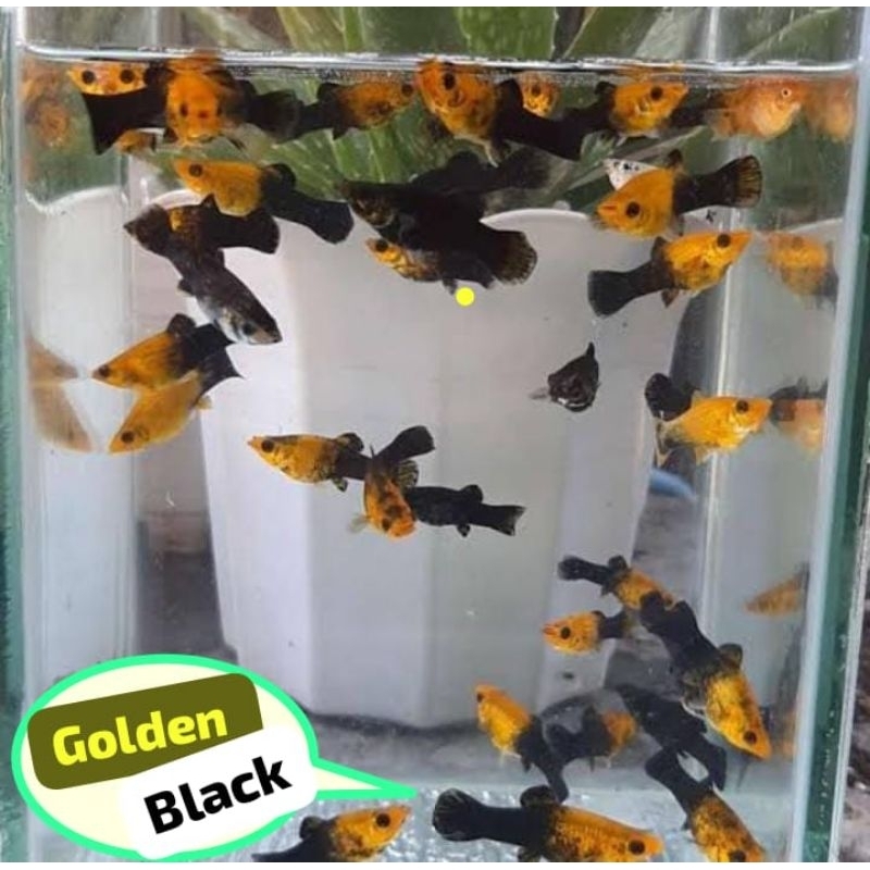Jual ikan golden black (paket 10ekor). ikan hias aquarium aquascap air ...