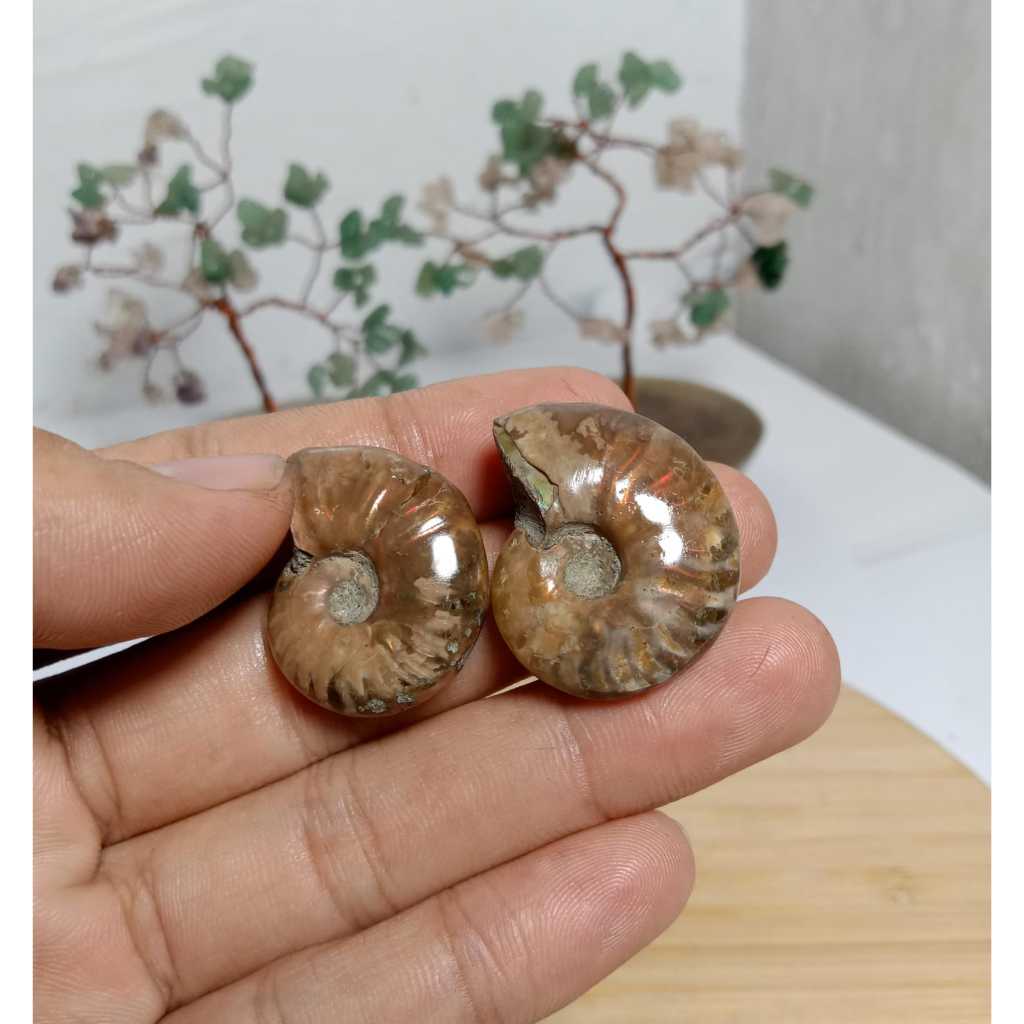 Jual Batu Fossil Keong Rainbow Top Grade Natural (3) | Shopee Indonesia